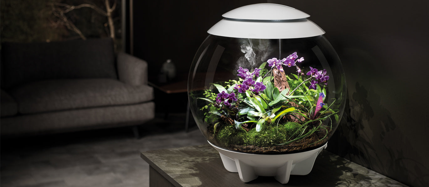 Stylish biOrb Terrariums for Modern Living Spaces | biOrb UK