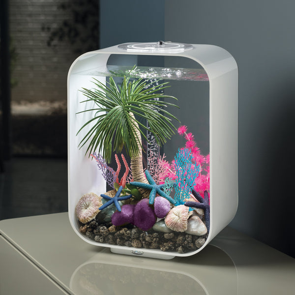 Seychelles Coral Fans & Shells Set of 3